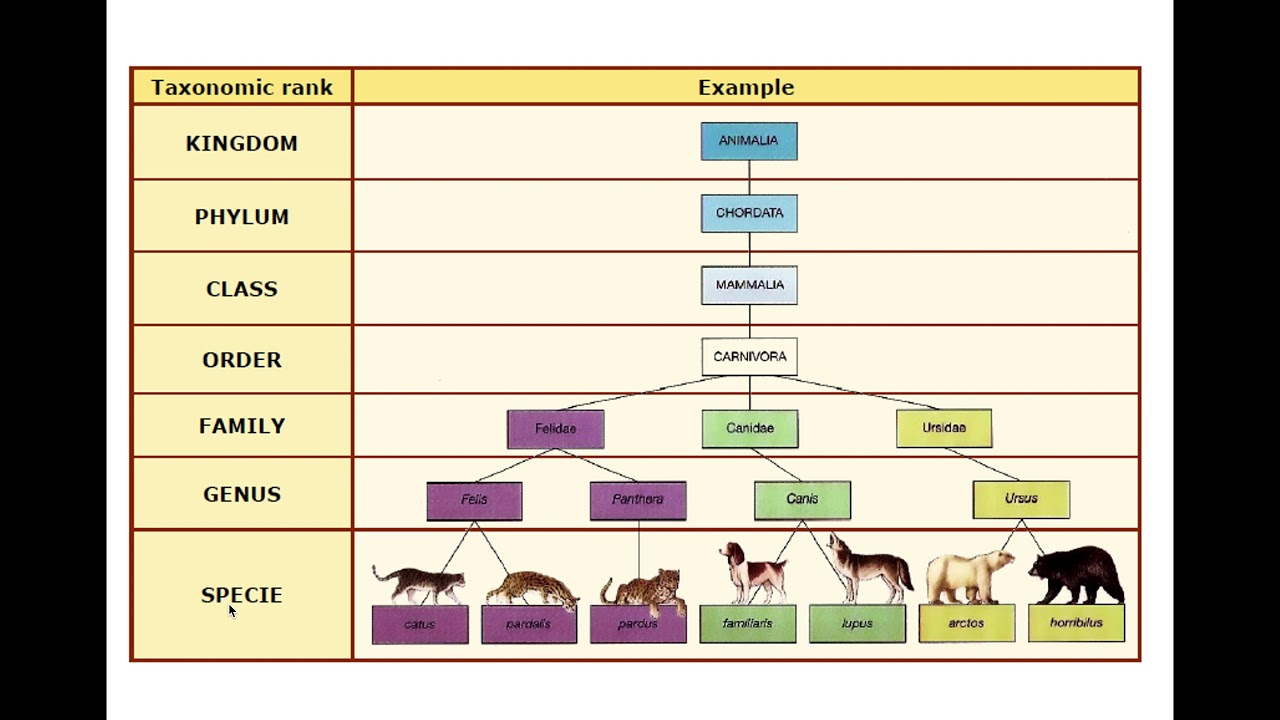 ¿CÓMO CLASIFICAMOS A LOS SERES VIVOS? 1º ESO - YouTube