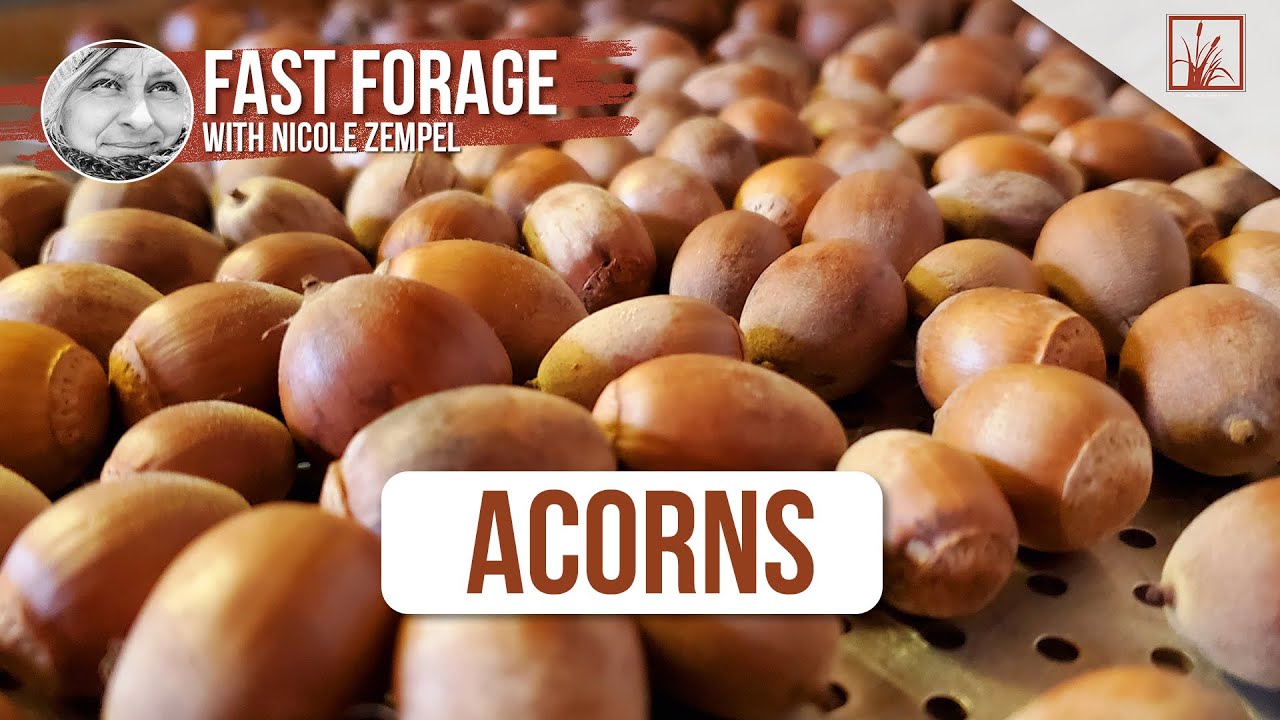 Acorns: A Versatile Foraging Food - YouTube