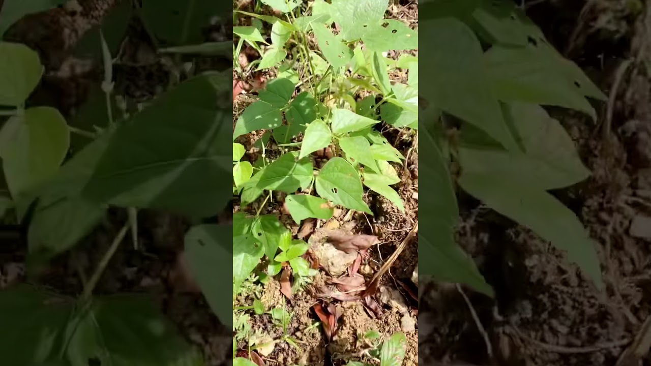 Growing red peas in Jamaica - YouTube