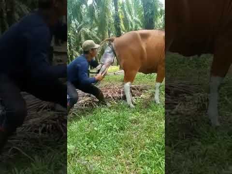 cara membantu sapi Bali melahirkan anak rambon, lahirannya tidak normal#... - YouTube
