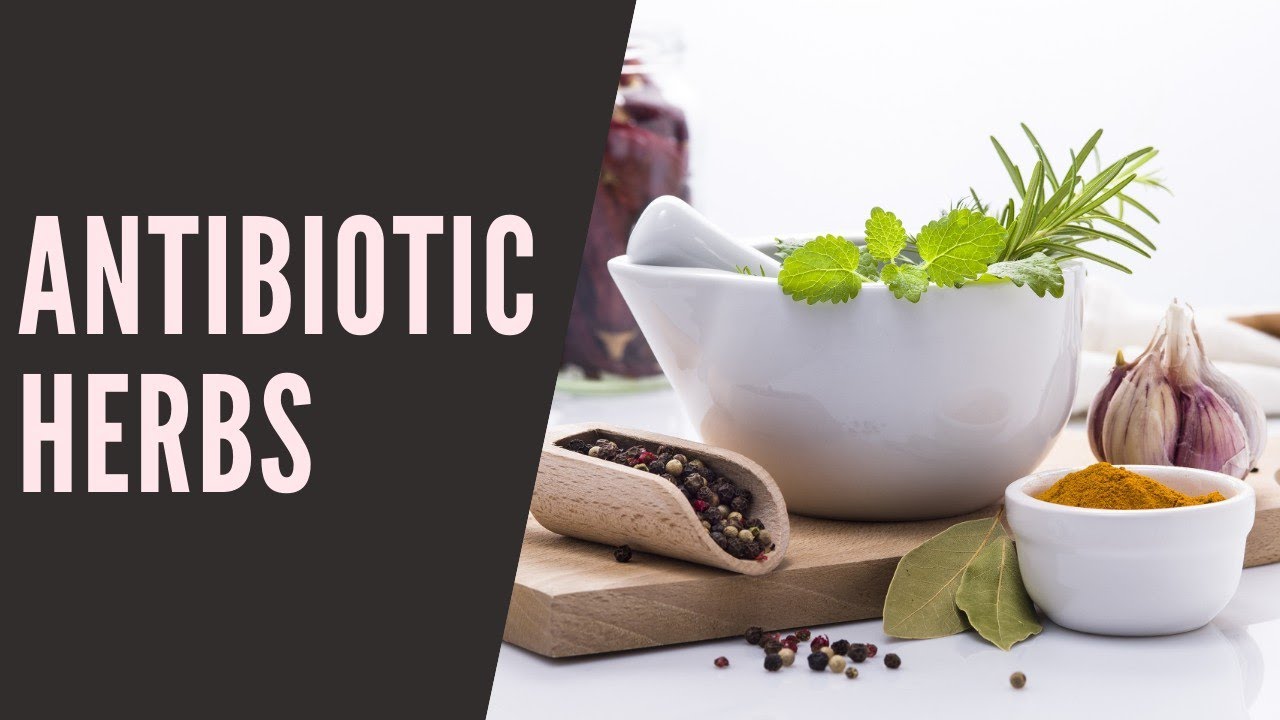 Nature Antibiotic Herbs - YouTube