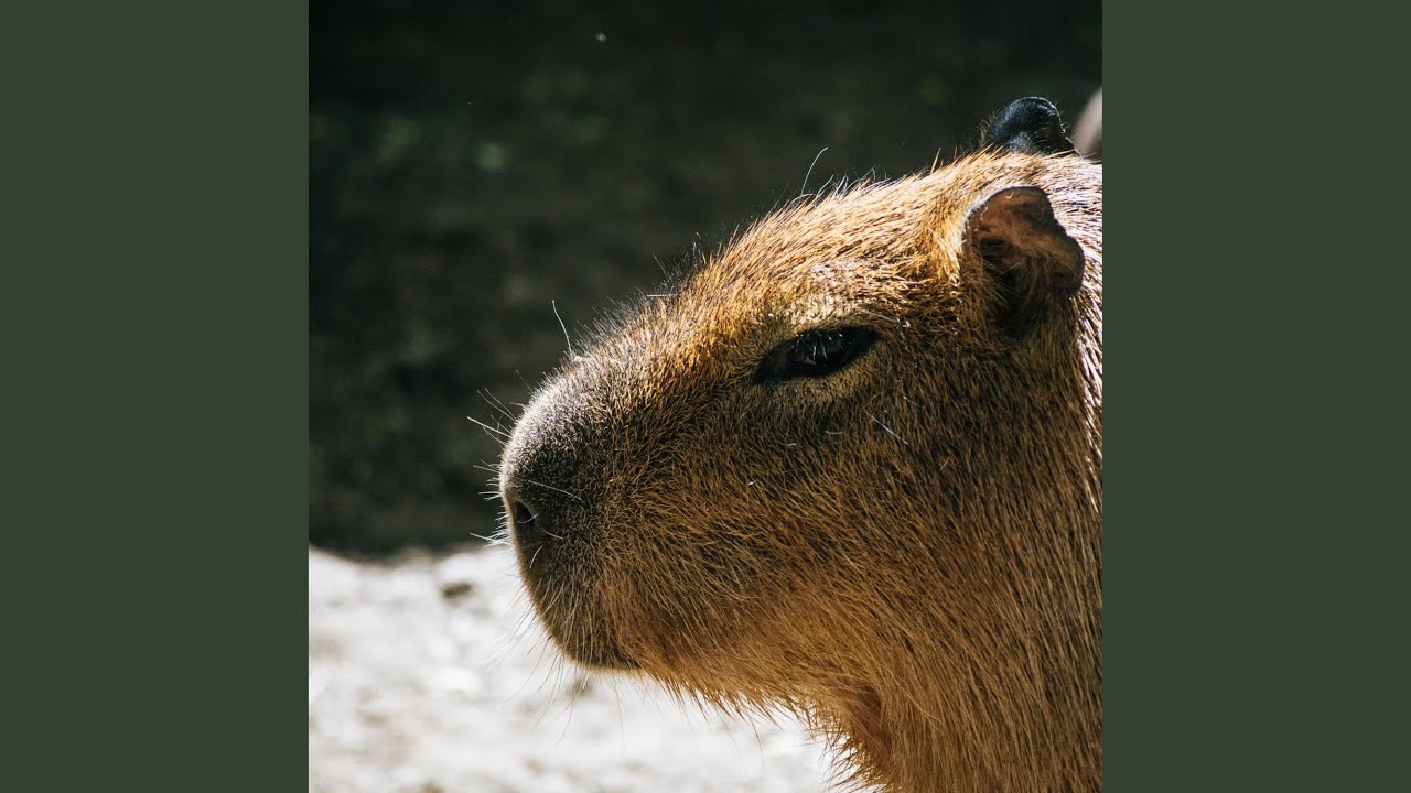 Dog and Capybara - YouTube