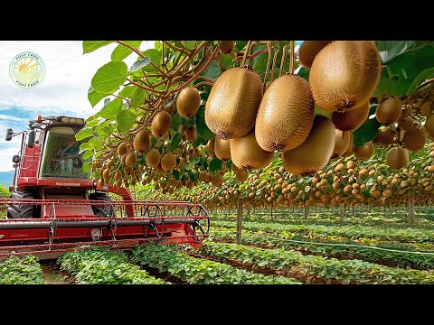 How Farmers Harvest Millions of Kiwi Fruits - Amazing Agriculture Kiwi Farm Technology
