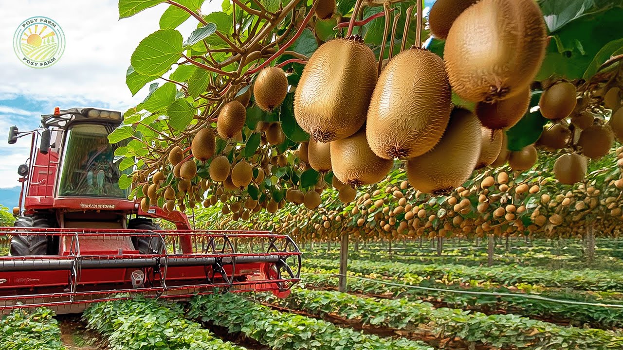 How Farmers Harvest Millions of Kiwi Fruits - Amazing Agriculture Kiwi ...