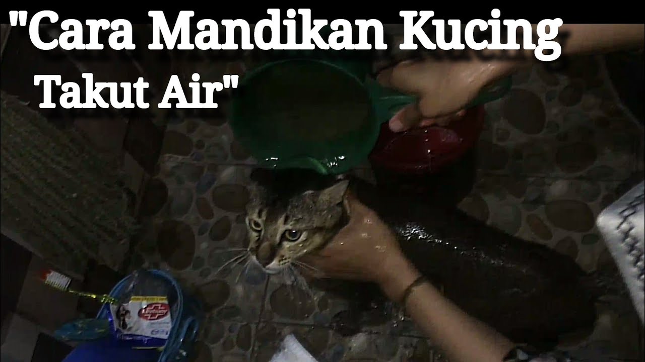 cara memandikan kucing yang takut air || kucing lucu medan - YouTube