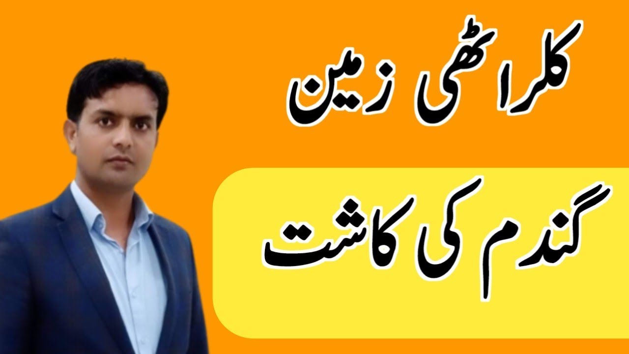 Wheat sowing in saline and sodic soil | kalrathi zamin m gandum ki ...