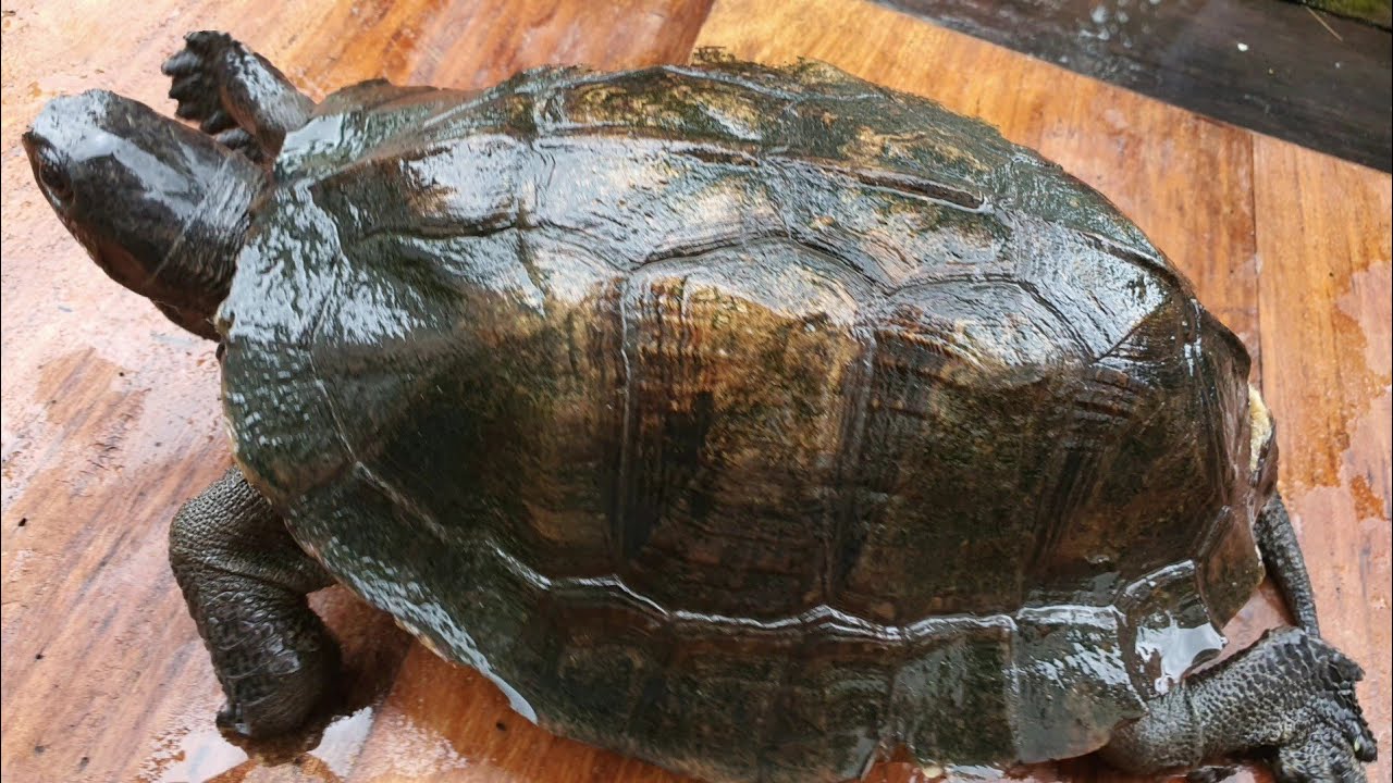 Delicious spicy delicious crazy !!! The new way to cook turtle is ...