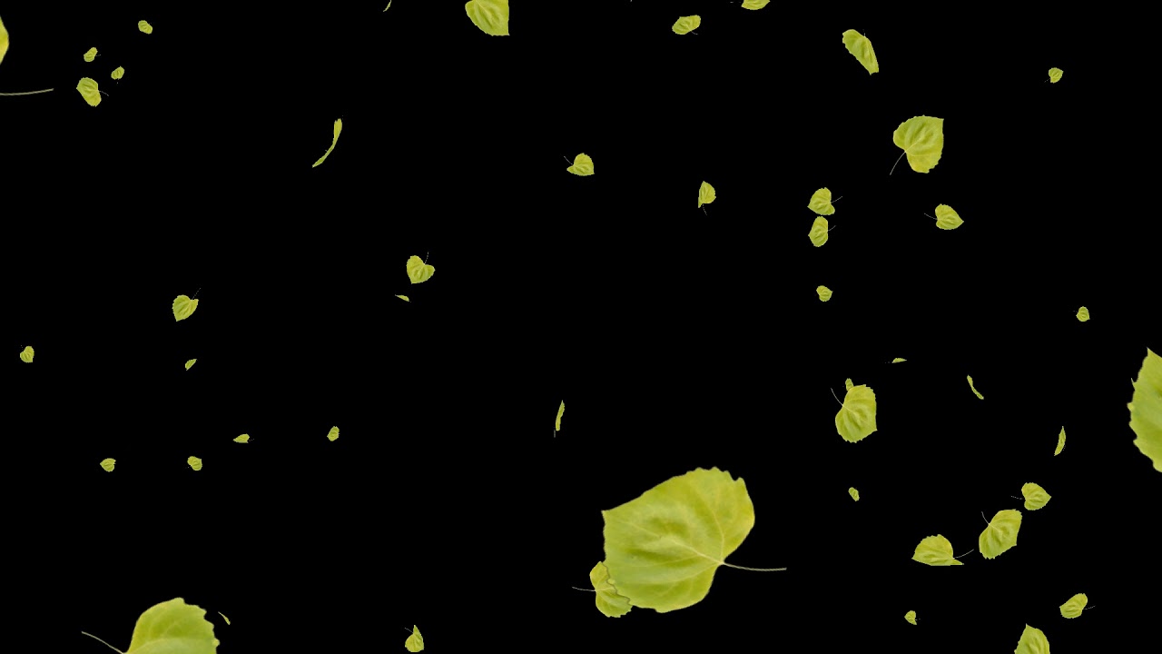 green leaf fall down transparent background videos #01, animated ...