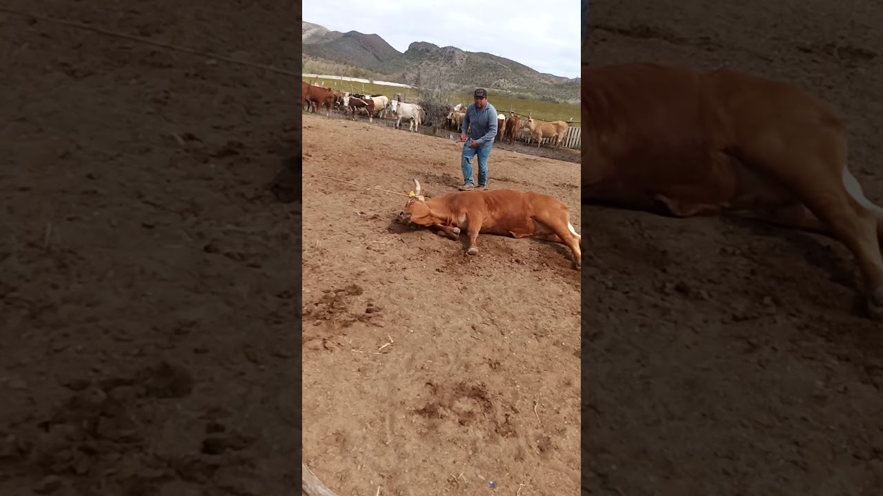 Herrando y areteando ganado - YouTube