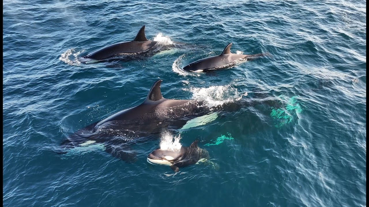 successful orca hunt dolphin off Dana Point - YouTube