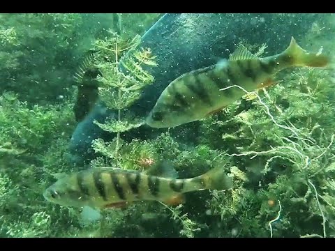 Okoun říční (Perca fluviatilis) - senzační odhalení v chování okounů ...