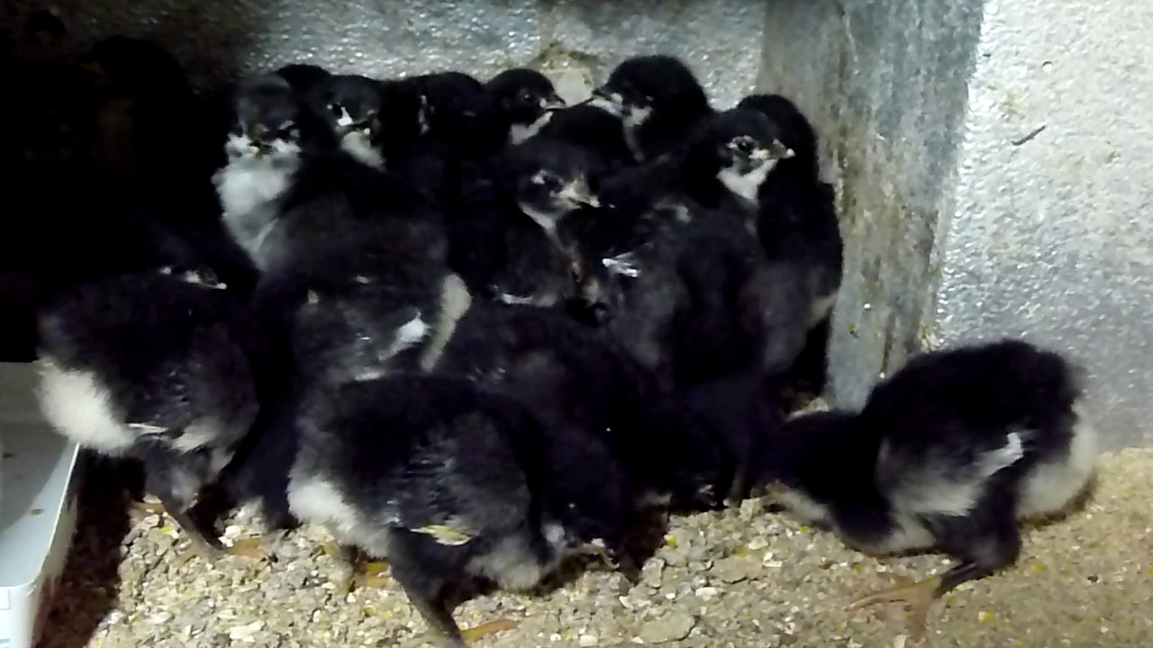 BLACK AUSTRALORP CHICKS 5 DAYS OLD-AGROKOTA GR - YouTube