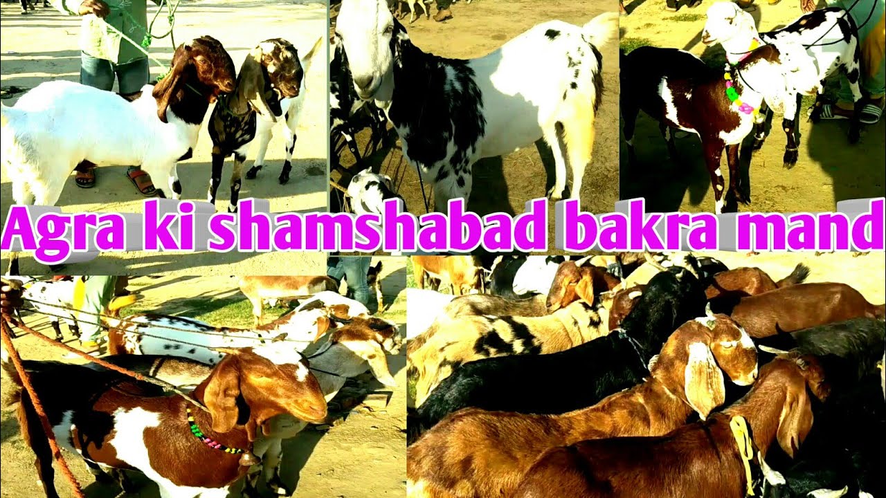 shamshabad bakra mandi 2023 new update video zkd Danishbhai09 - YouTube