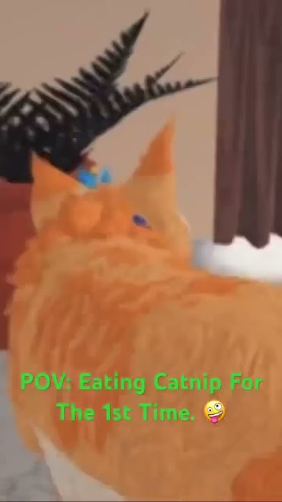 POV: Eating Catnip For The 1st Time. 🤪 - YouTube