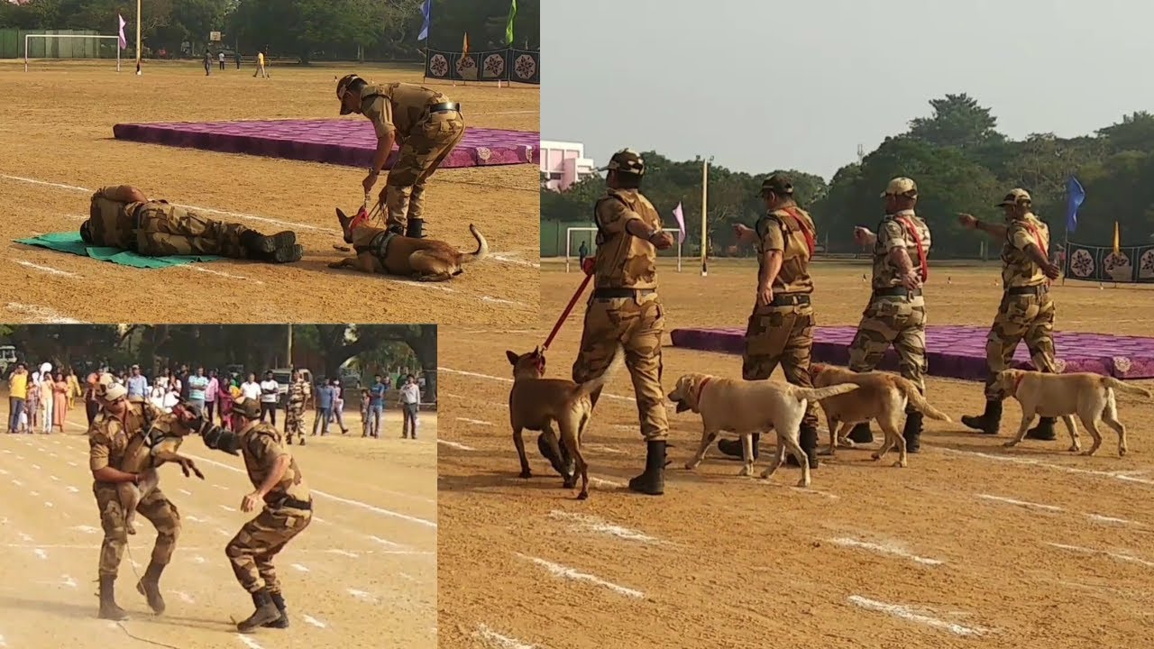 Amazing dogs trained by CISF👀..//CISF द्वारा प्रशिक्षित अद्भुत कुत्ते👀 ...