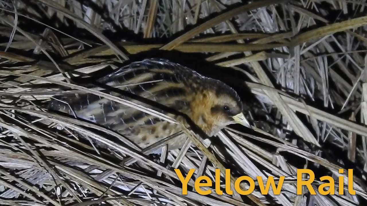 Yellow Rail Flying