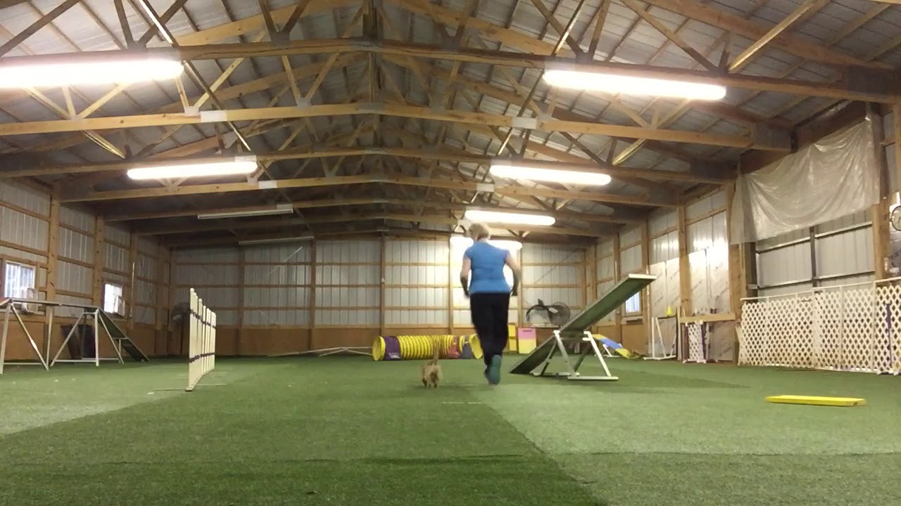 Zee - AKC Trick Dog Performer Submission - YouTube