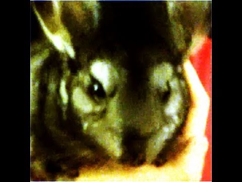 VIDEO OF A REAL ZOMBIE CREATURE - YouTube