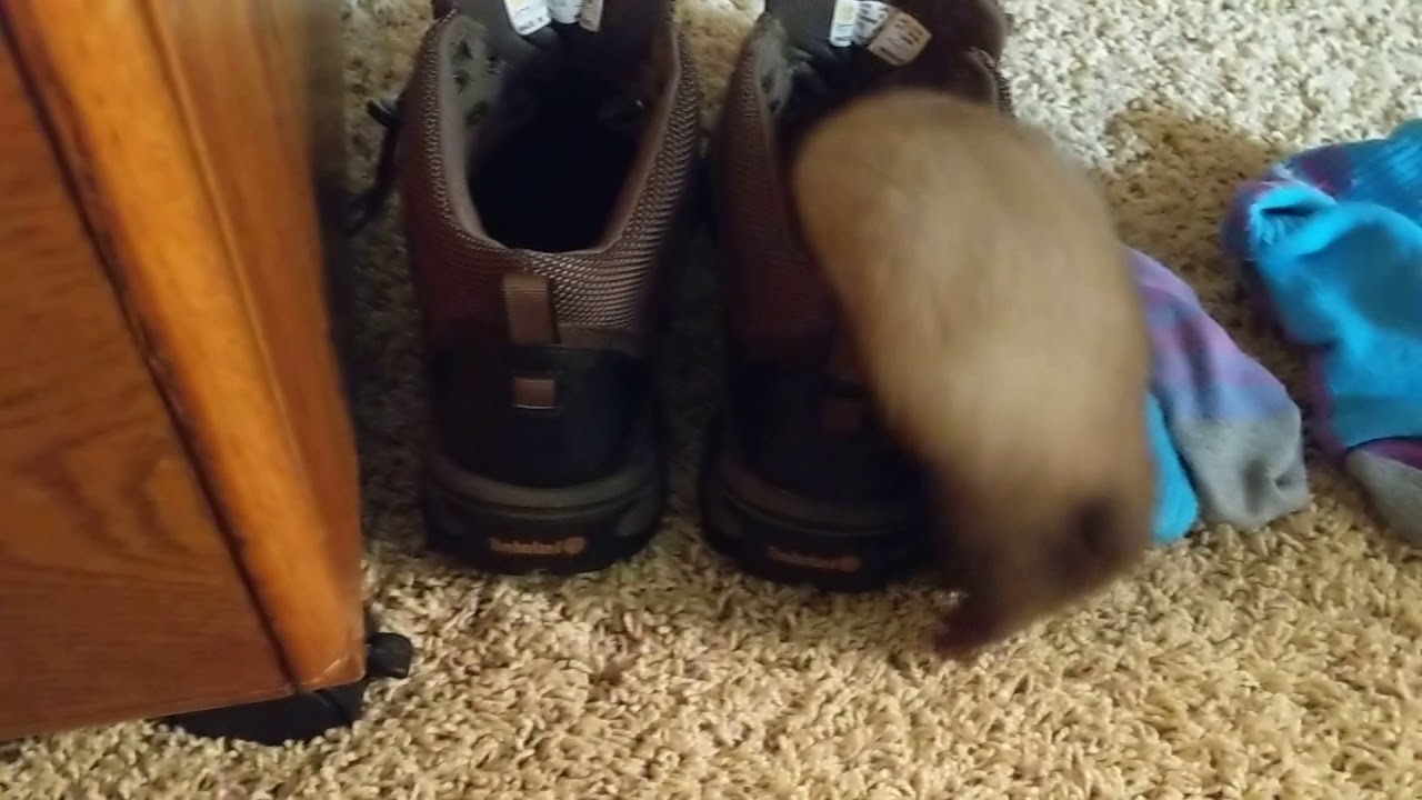 Baby ferret playing in a pair of shoes - YouTube