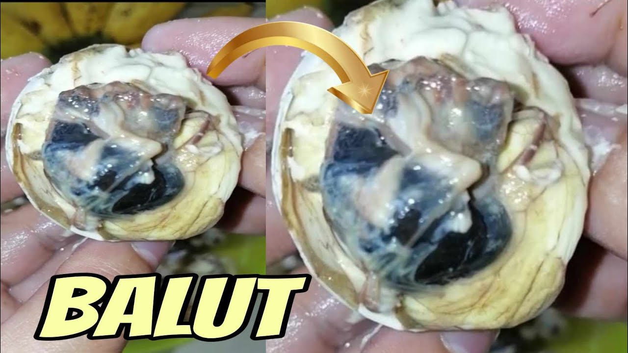 🔴ASMR Balut Duck Embryo EXOTIC DELICACY ep.105 pt1 - YouTube