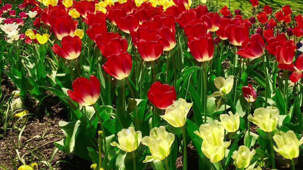 IN HIS TIME composed by Diane Ball; Recorded by Nonoy Zuniga(1983 ...