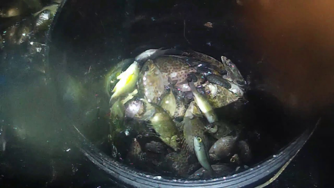 How to catch variety fish (Ketong & Danggit) using bangag technique ...