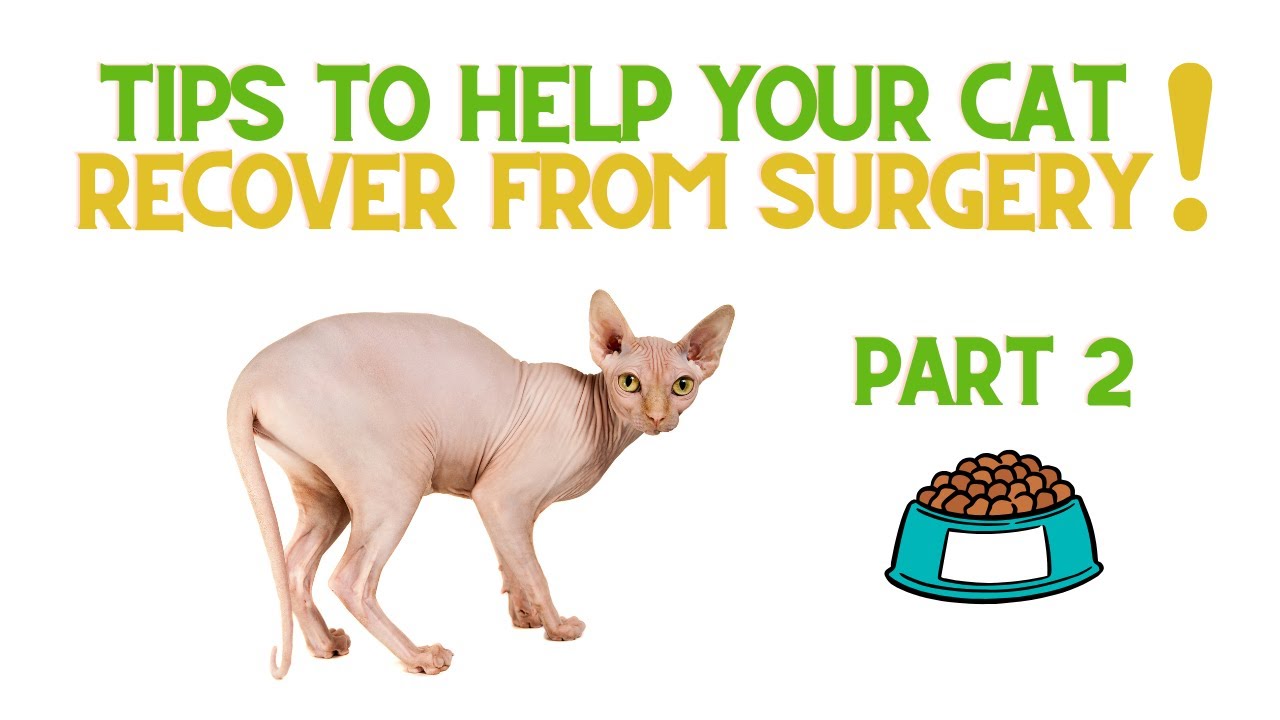 Tips to Help your Sphynx Cat Recover from Surgery - Part 2! - YouTube