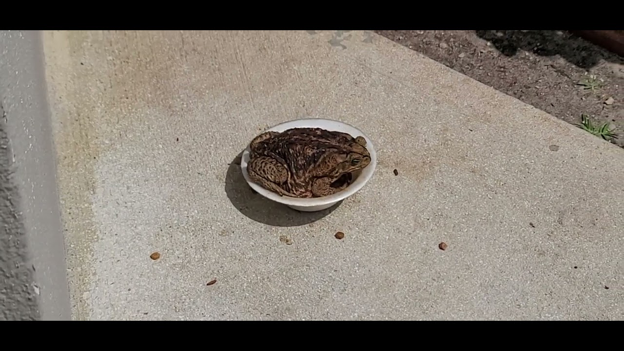 Mega Frog in Florida - YouTube