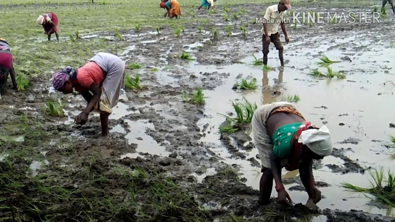 Traditional method of paddy plantation "100% pure organic farming ...