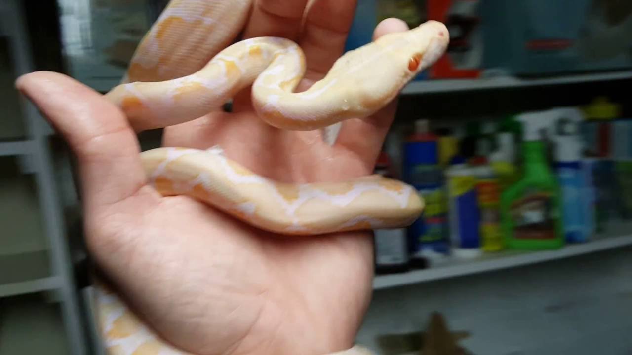 amel reticulated python - YouTube