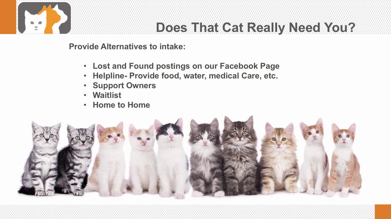 Million Cat Challenge: Managed Intake and Restructuring the Budget ...