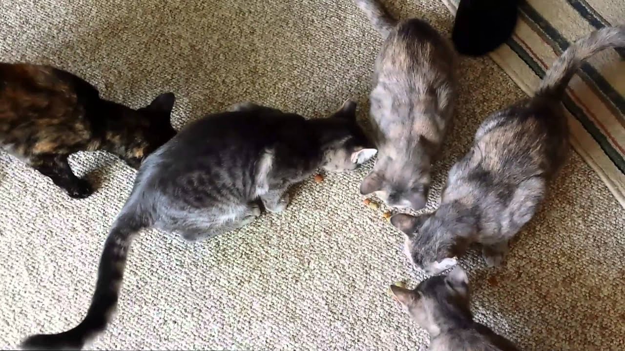 diluted calico kittens first 4 months - YouTube