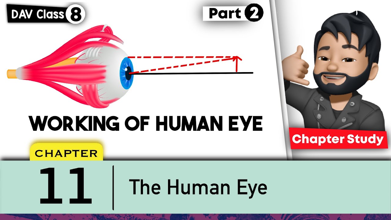 Chapter 11 | The Human Eye | Class 8 DAV Science | Chapter Study (Part ...