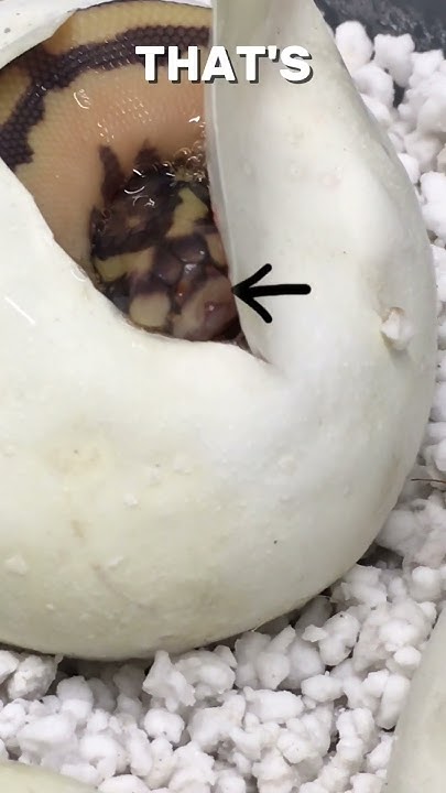 Ball Python Egg Tooth #shorts - YouTube
