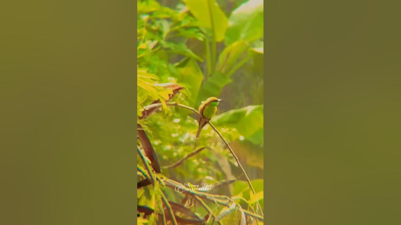 MOBILE VIDEOGRAPHY ADCOM 8X PRO MONOCULAR TELEPHOTO ZOOM LENS #youtubeshorts #photography #k_m ...