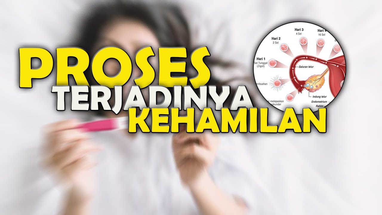 Proses Terjadinya Kehamilan Bayi Dalam Kandungan - YouTube
