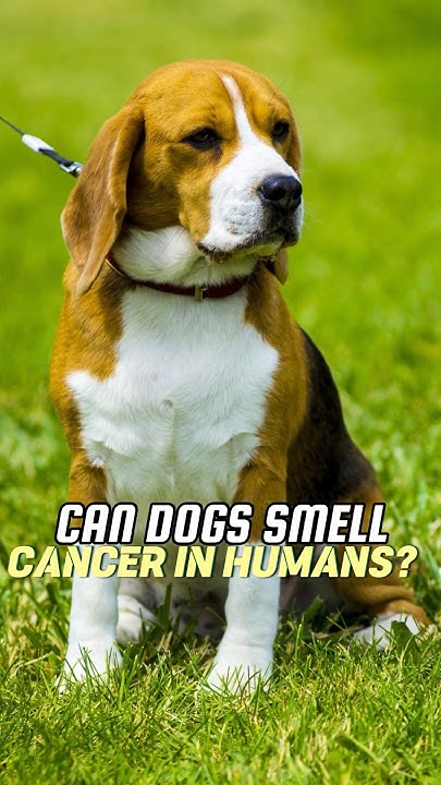 Can dogs smell cancer in humans? #facts #animals #dog #dogs - YouTube