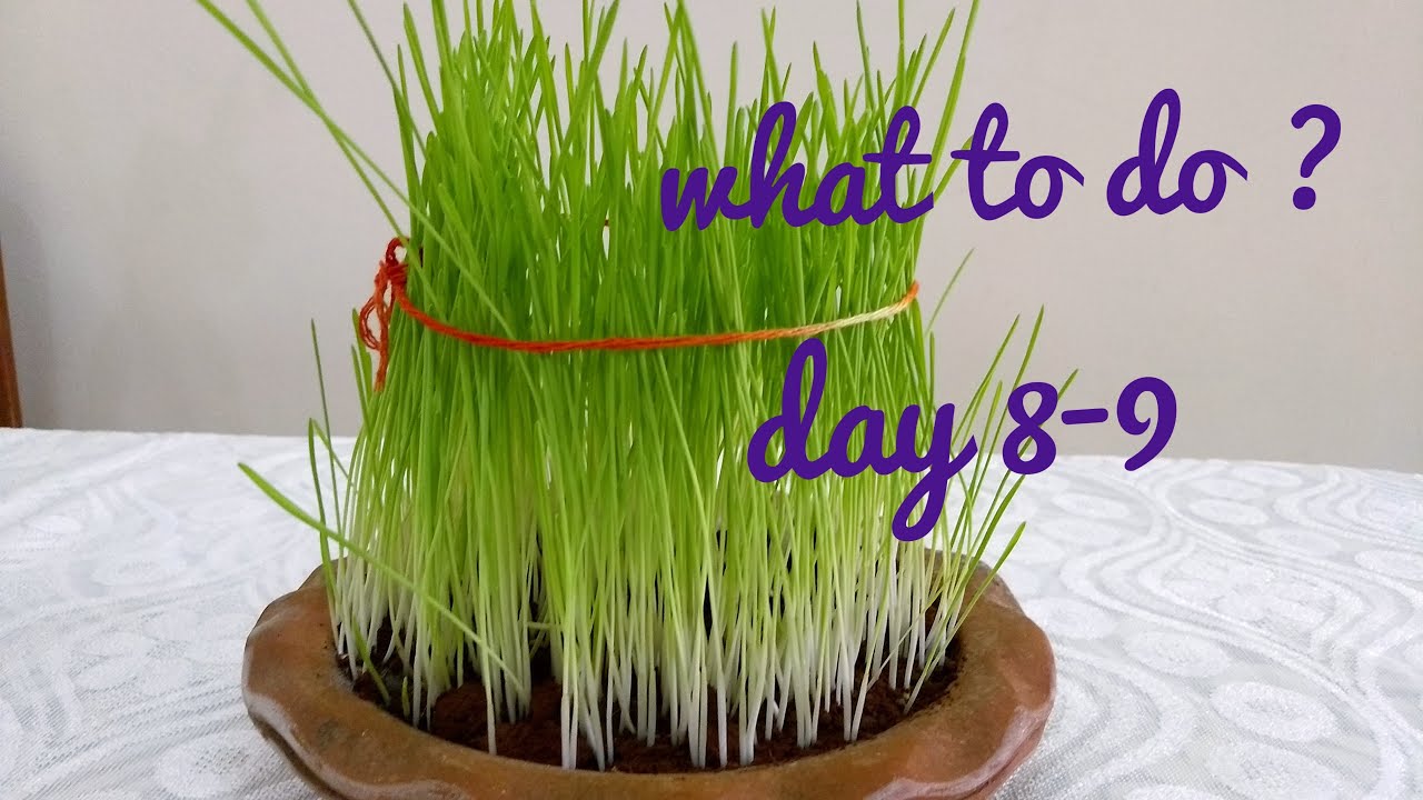 What to do with Jware after Navratri | Navratri Jware/Jawara ka kya ...