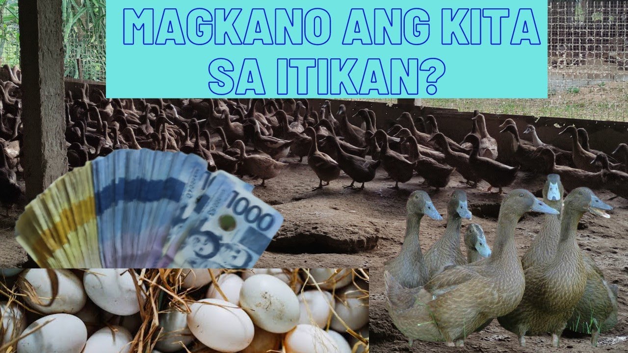 MAGKANO ANG KITAAN SA DUCK LAYER FARMING? Magkano ang kikitain sa ...
