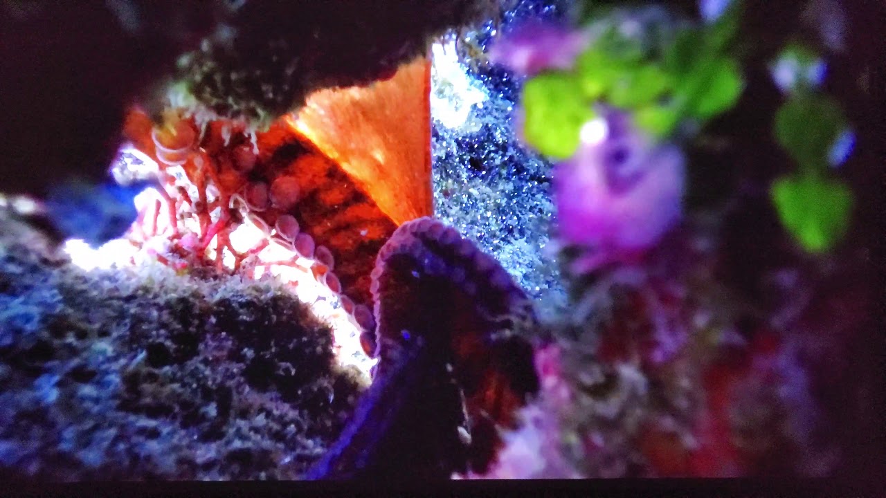 Xiaomi 4K projector sample - YouTube