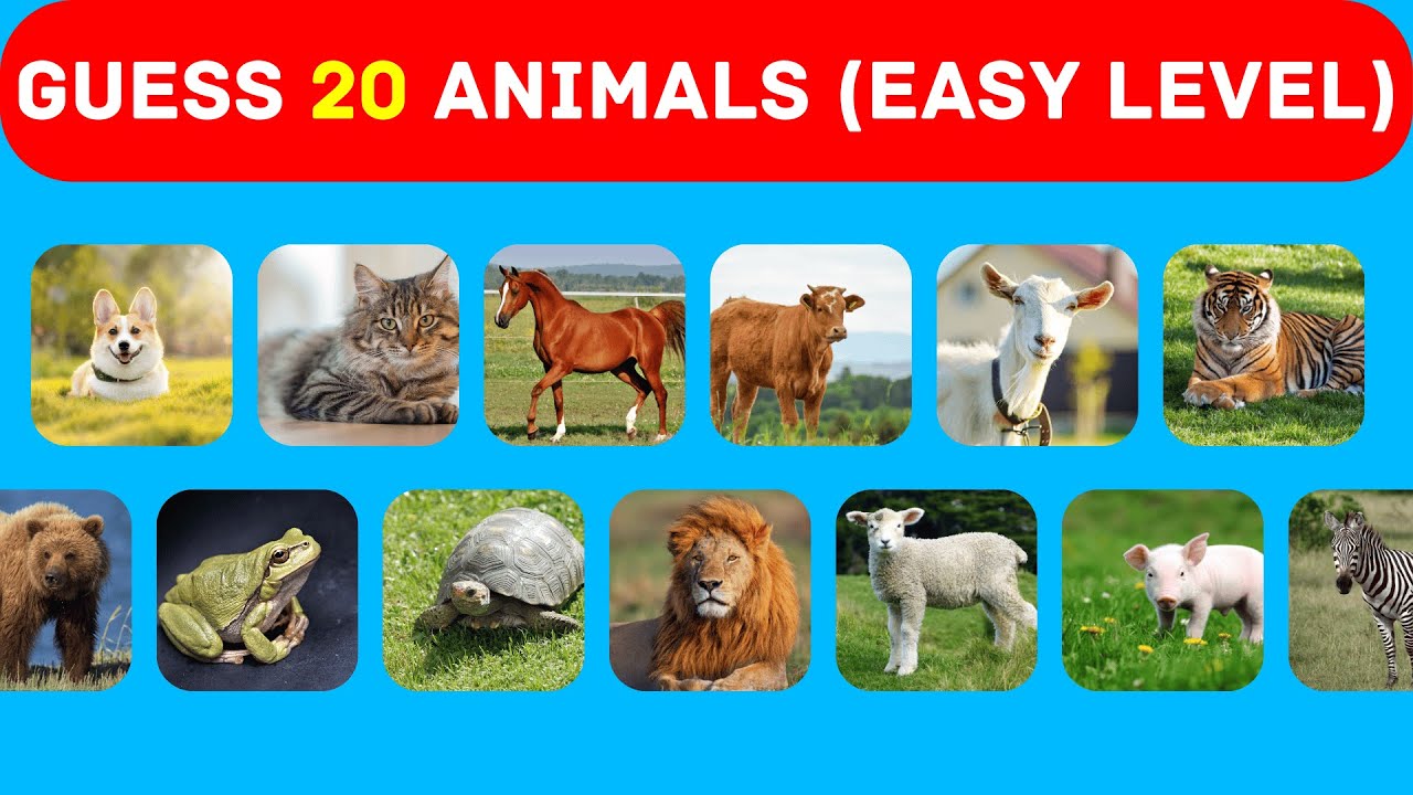 Guess the animal (Easy Level) - YouTube