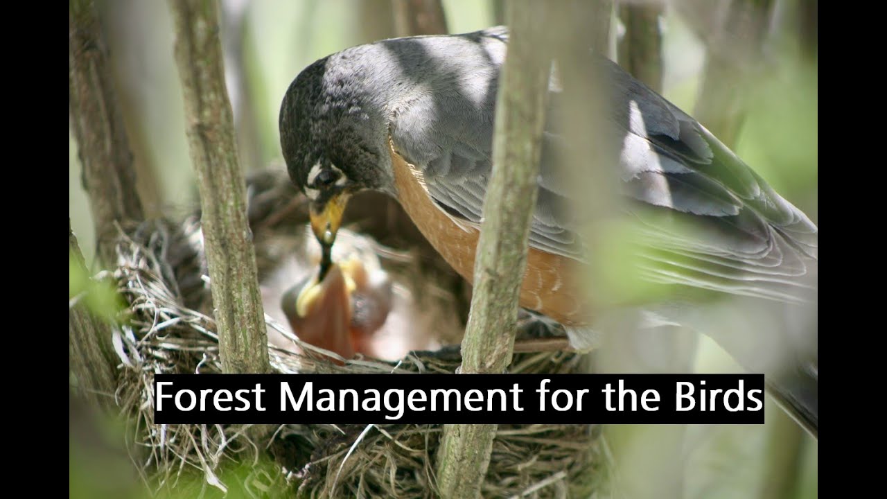 Forest Management for the Birds - YouTube
