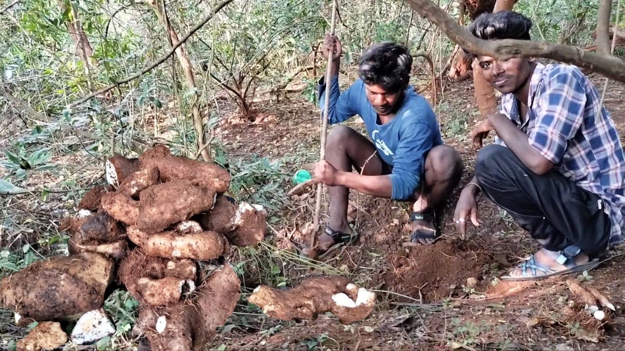 Jungle sweet potato 🍠🍠 | Kattu Valli Kizangu | Village Lifestyle ...