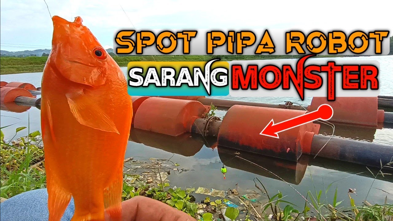 SPOT PIPA ROBOT SARANG IKAN MONSTER‼️ TRIP DRUJU CAGAK 3||mancing ...