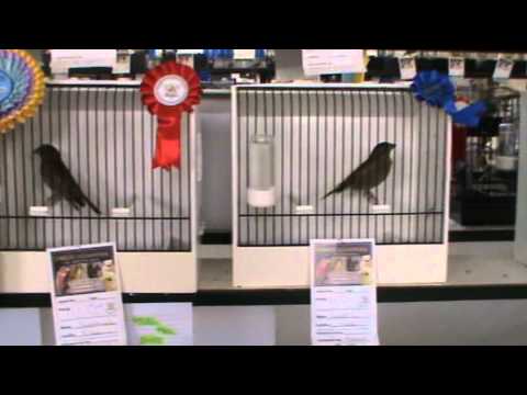 Greenfinches @ the MCBA Tableshow - Naxxar (Malta) -2