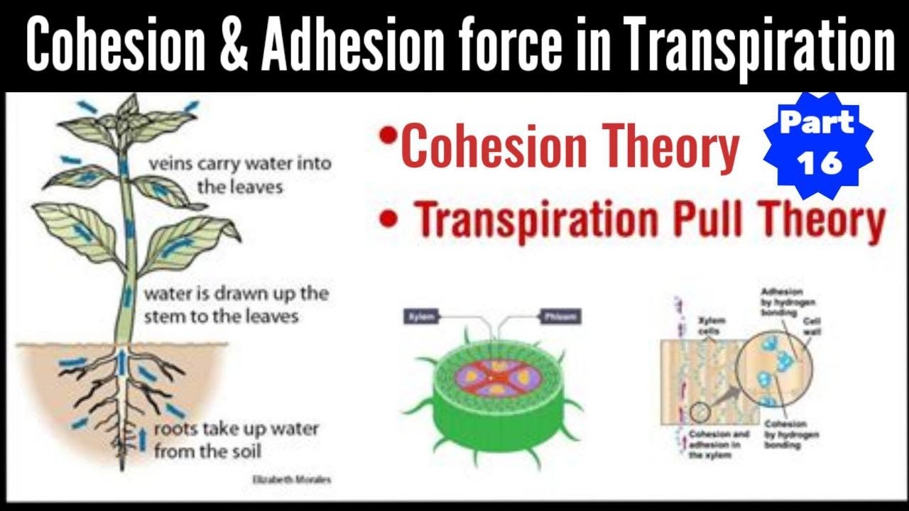 NCERT Biology Class 11th || Chapter 11 : Transport in Plants (Part 16 ...