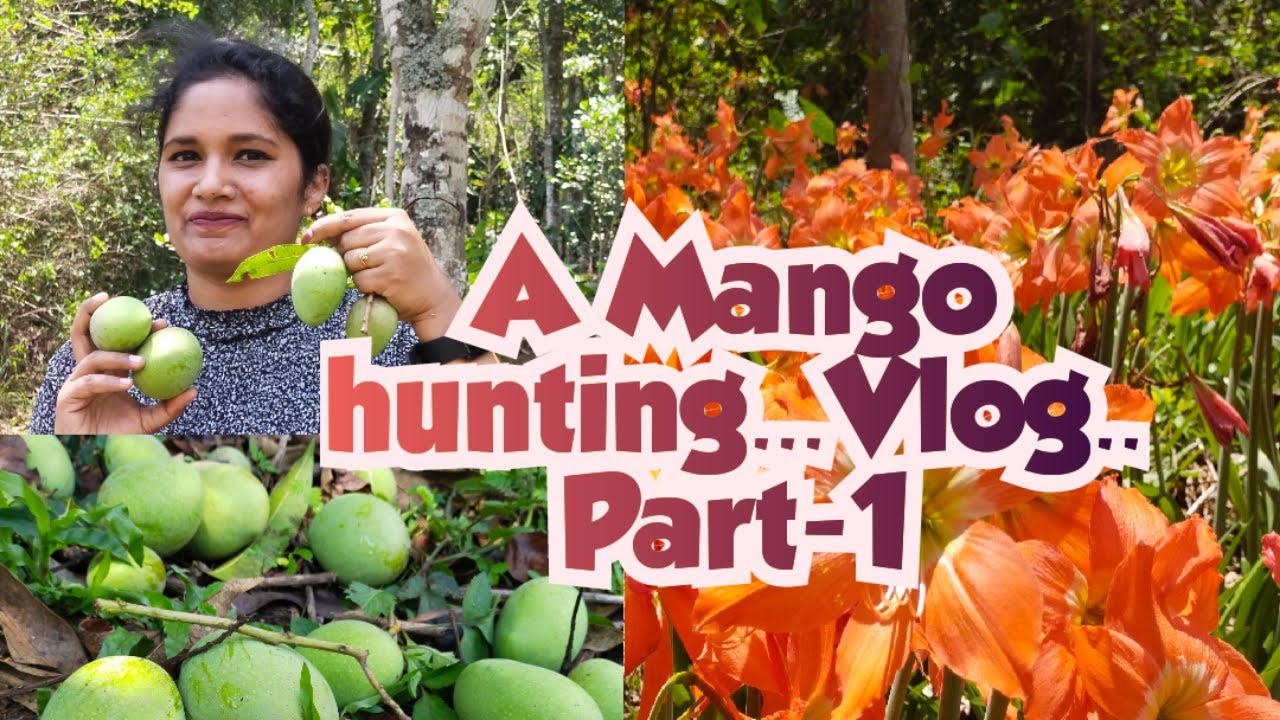 A fresh Mango hunt vlog|Part-01 - YouTube