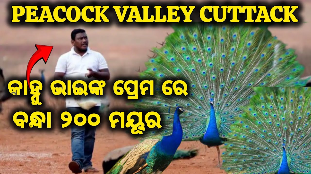 Peacock Valley Naraj Munduli Cuttack 🦚 A must visit place near Bhubaneswar and Cuttack - YouTube