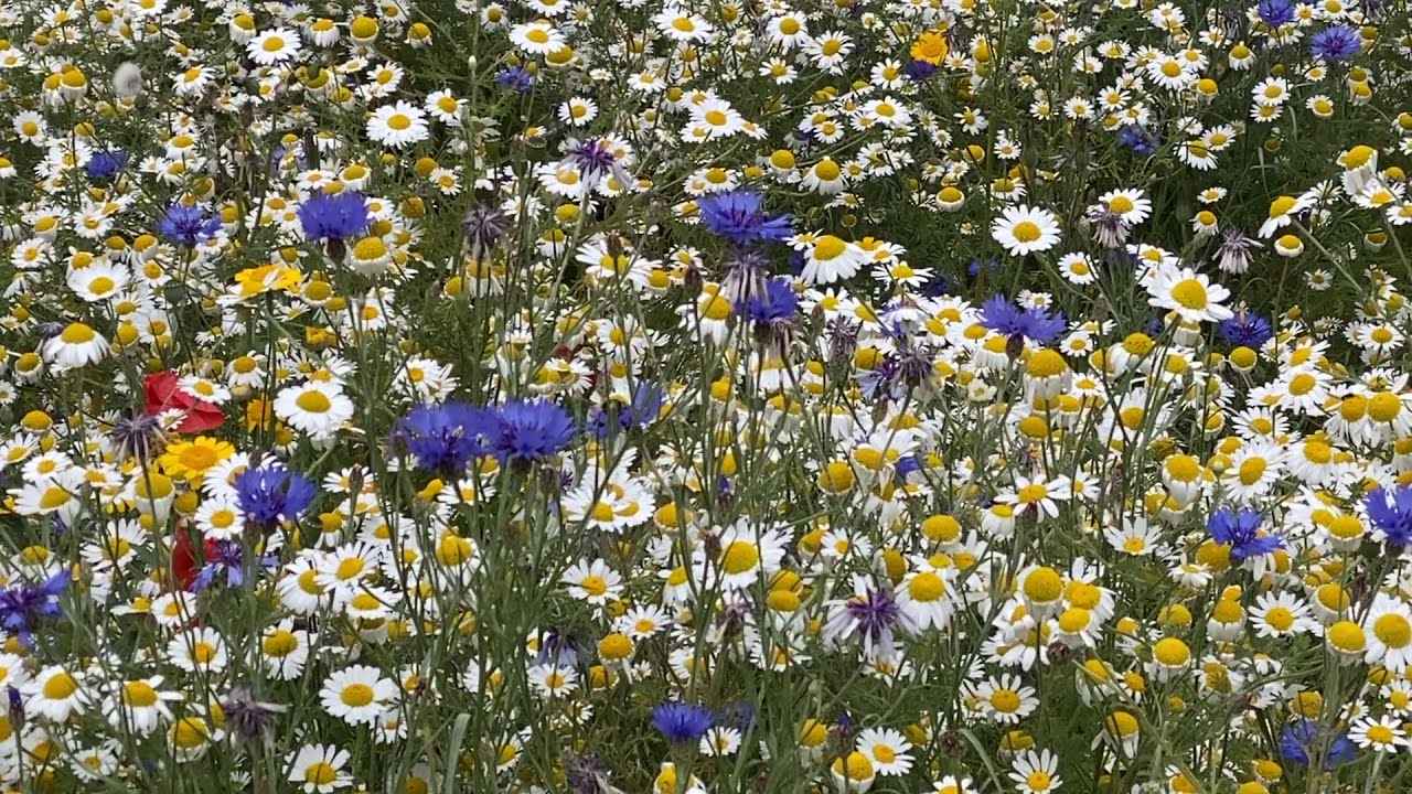 Let's Get Pollinating - wildflower meadow - YouTube