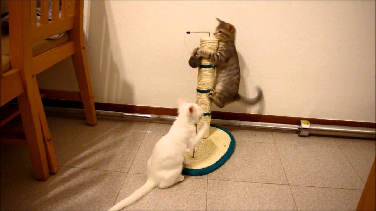 First Scratching Post Experience - YouTube